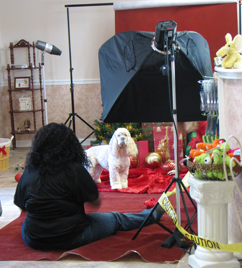 poochie-portraits – ShamPoochies